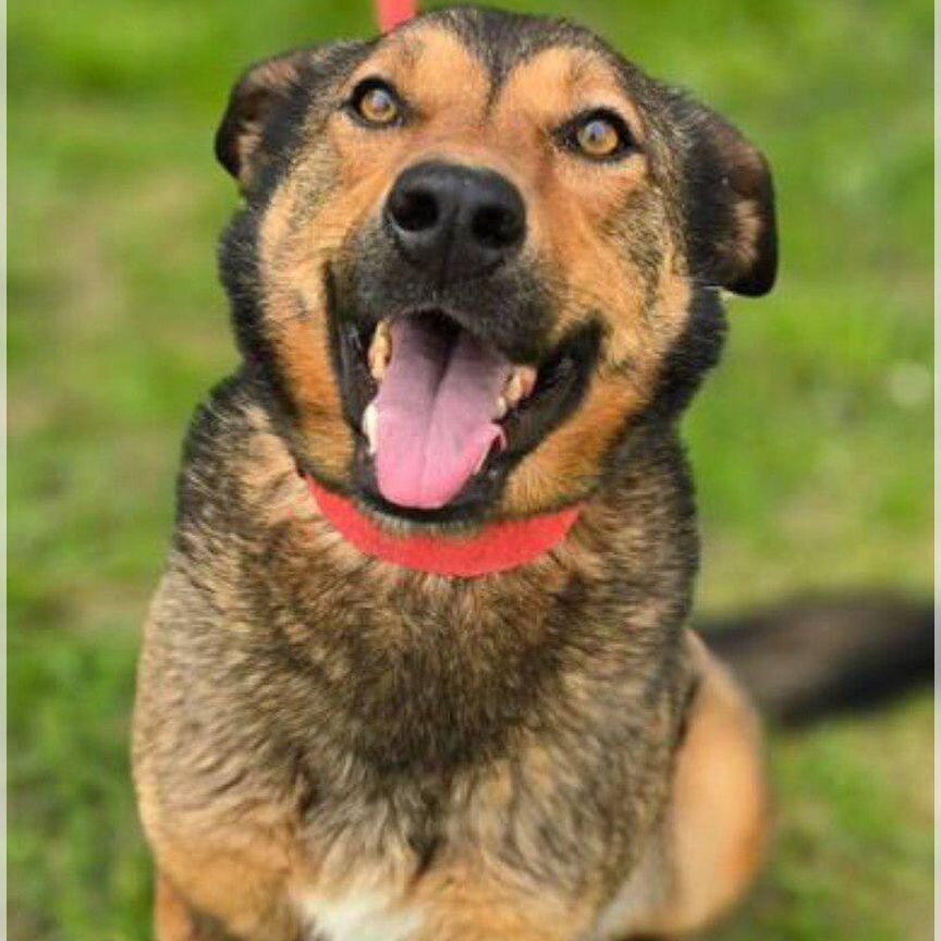 Взрослая собака в добрые руки