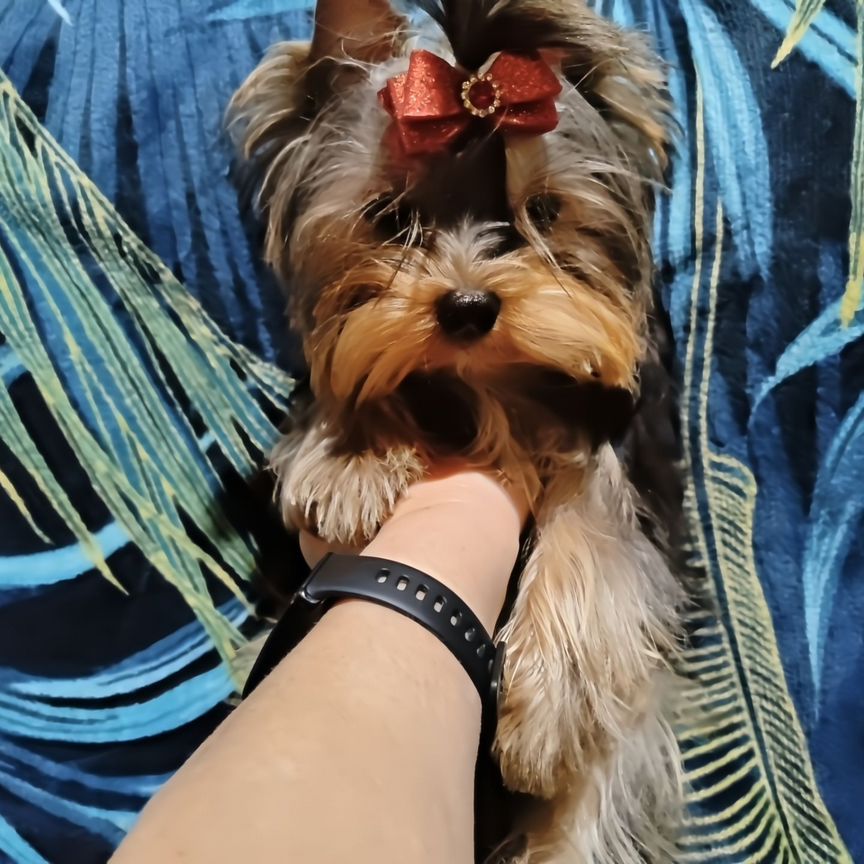 Йоркширский терьер, щенок