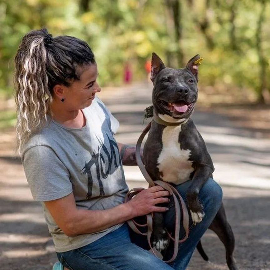 Собака Ночь в добрые руки