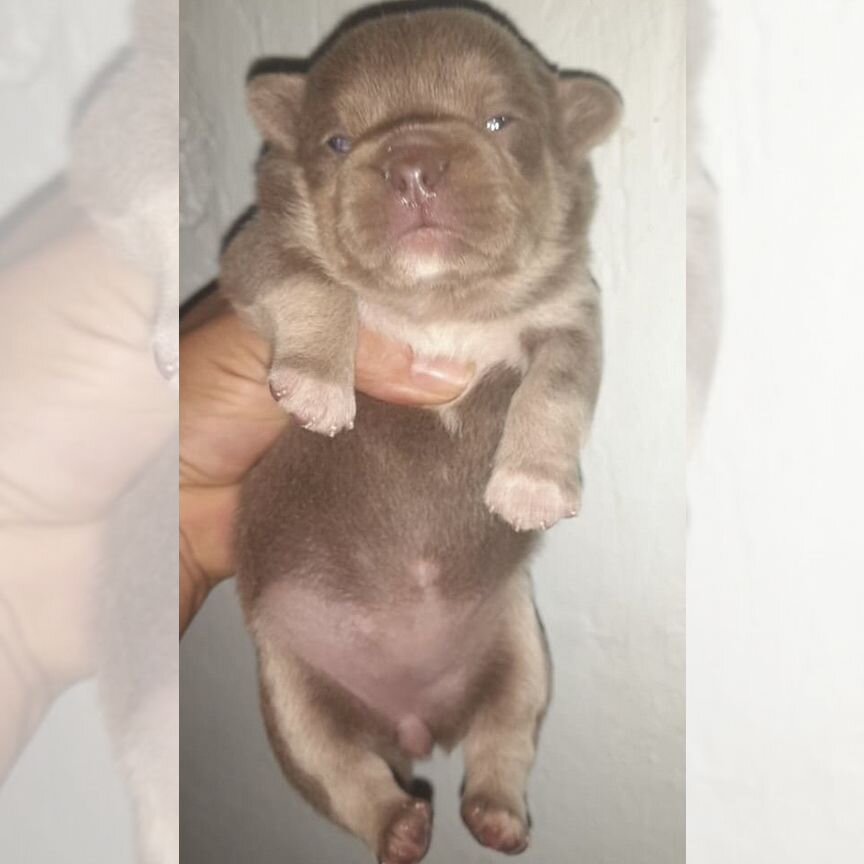 Крутые щенки чихуахуа