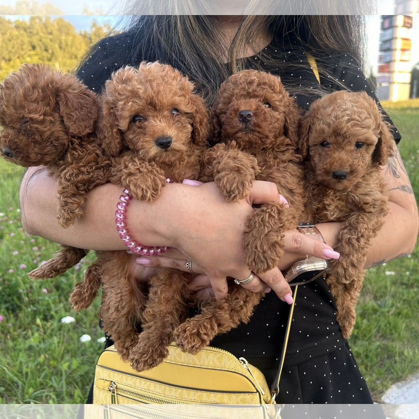 Той-пудель, щенок