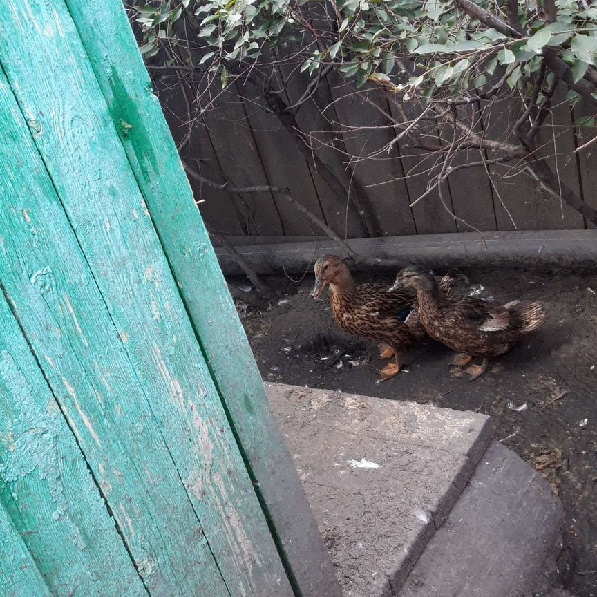 Продаю Домашних уток.Башкирские.,И кряква