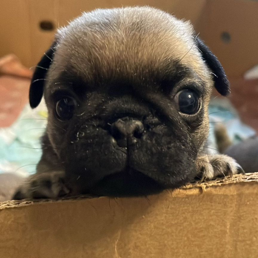 Щенки мопса