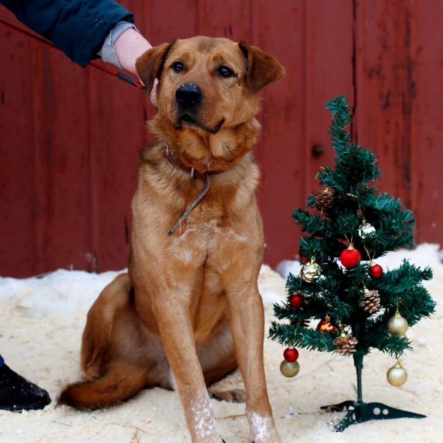 Песик в добрые руки