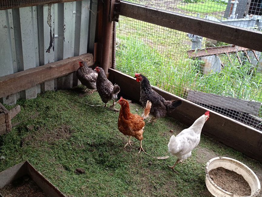 Куры несушки