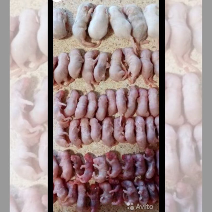 Мыши, крысы заморозка