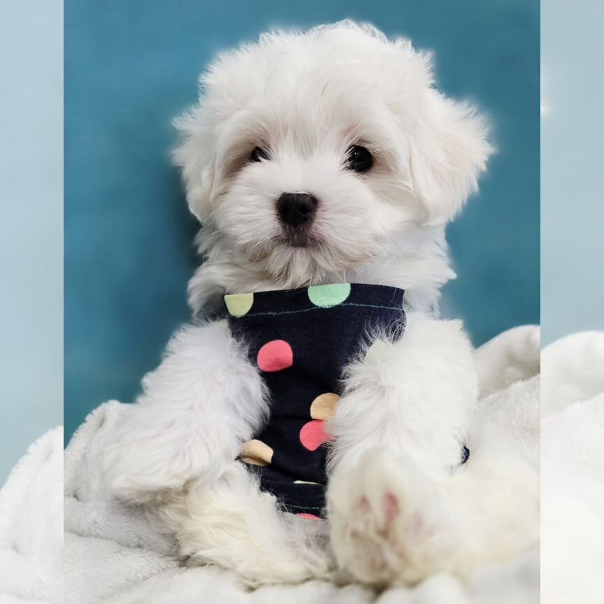 Мальтийская болонка, щенок