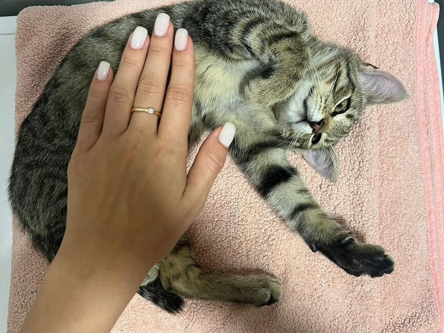 Котенок девочка в добрые руки