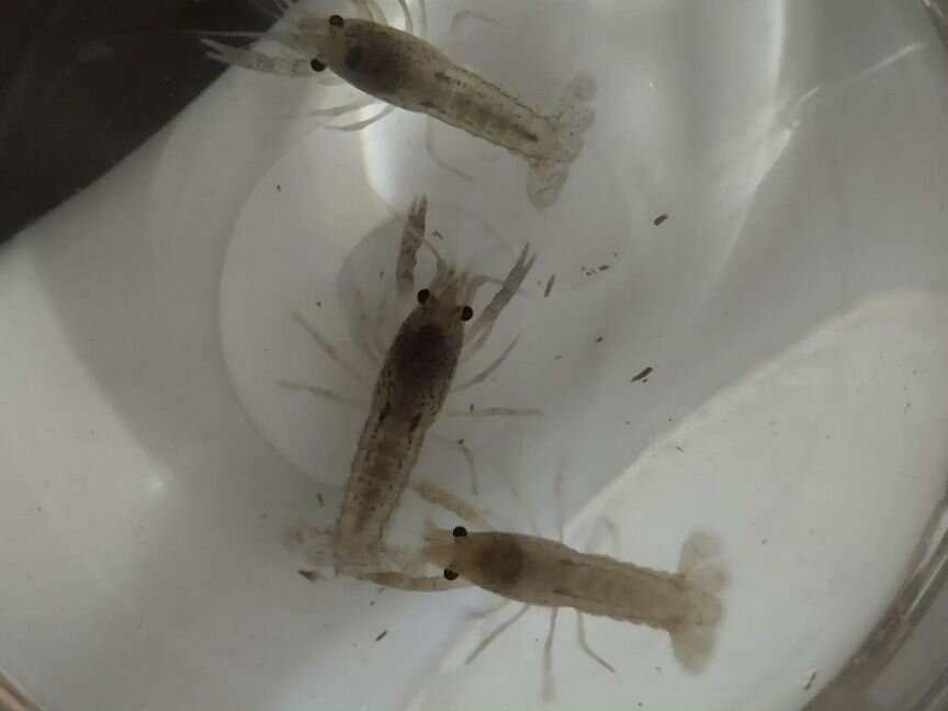 Мраморный рак в аквариум