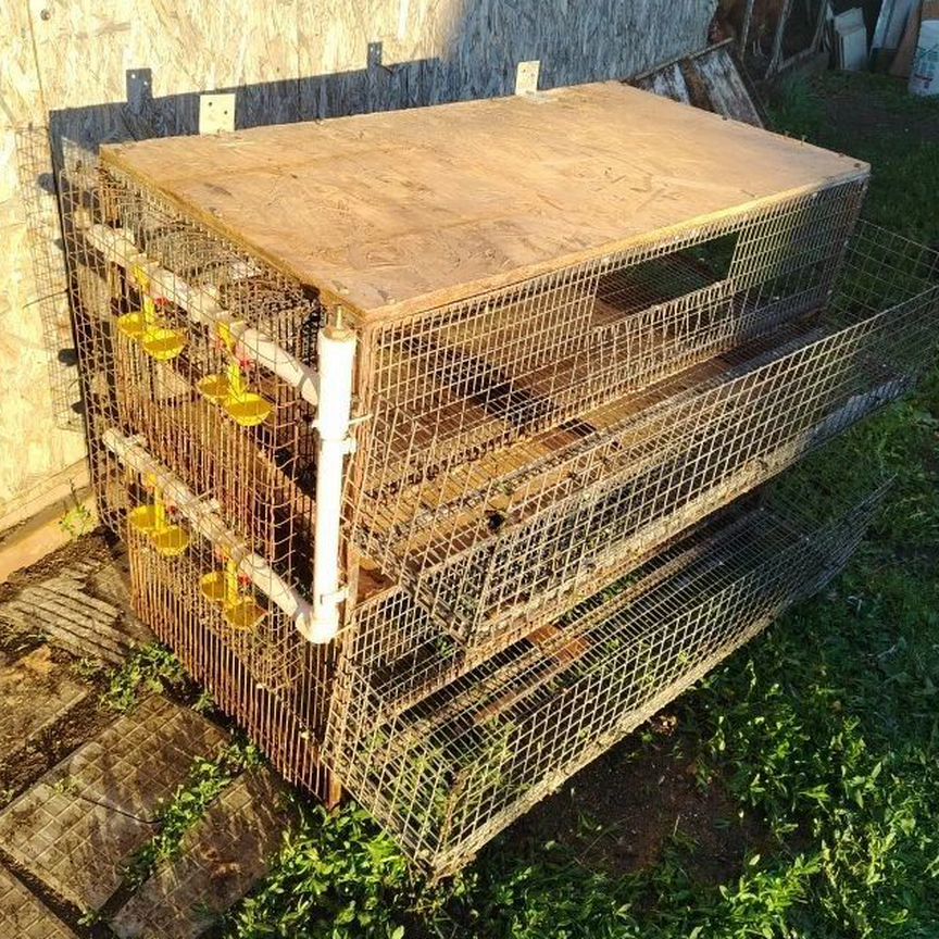 Клетки для перепелов