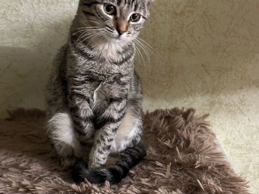 Кошка