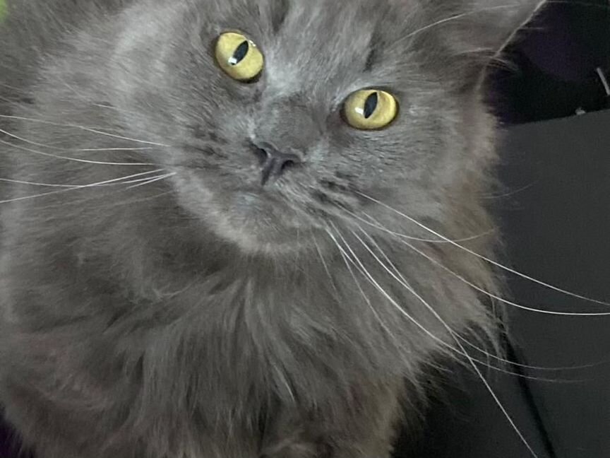 Отдам кошку в добрые руки мейн кун