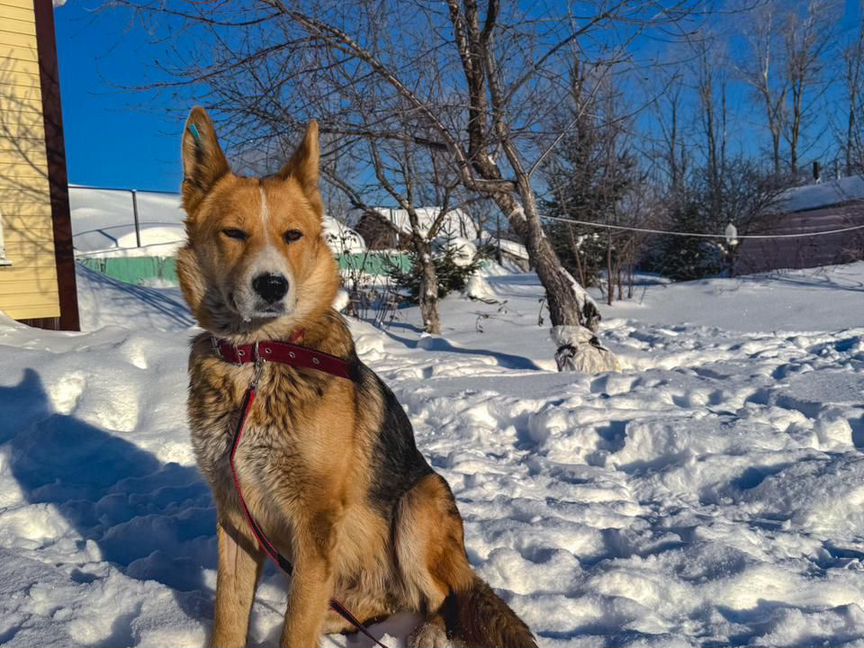 Собака в добрые руки