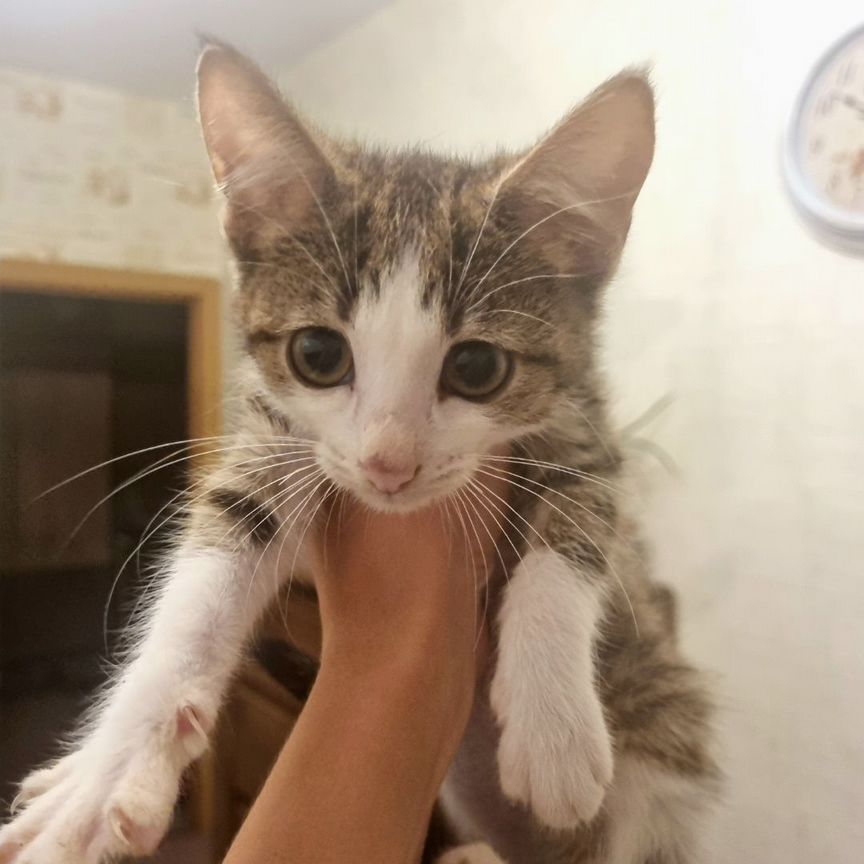 Котята метисы