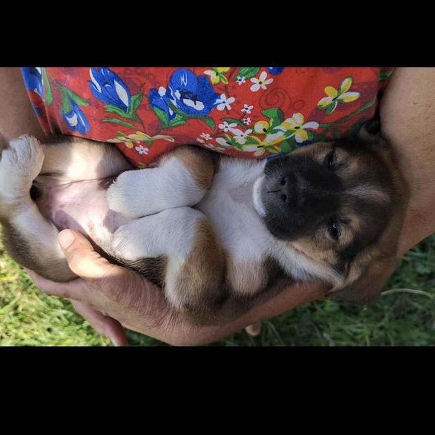 Щенки 1 месяц