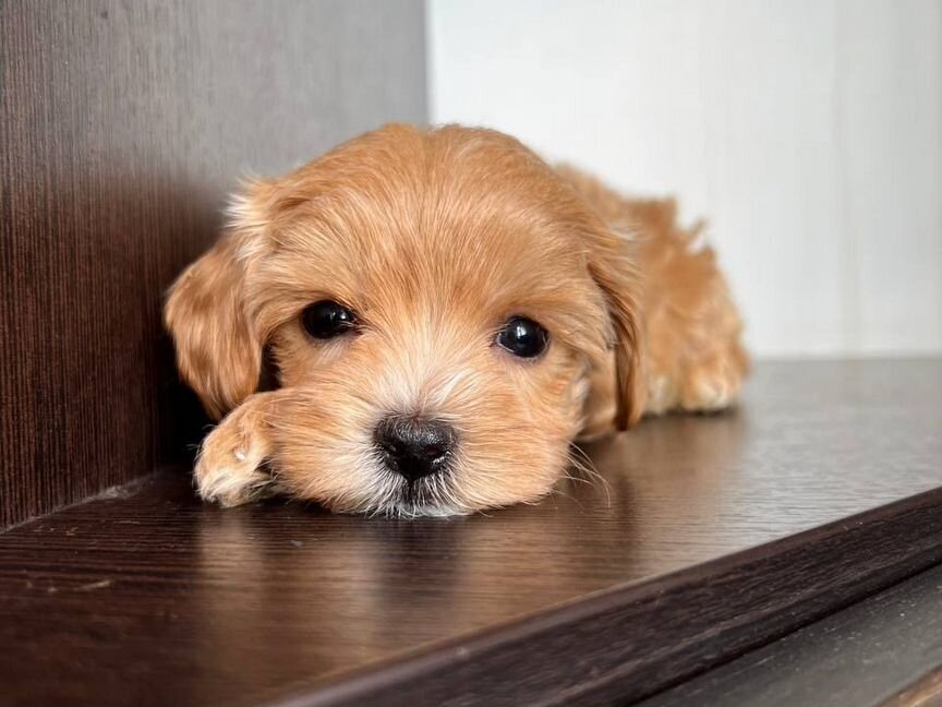 Мальтипу Ф1 девочка