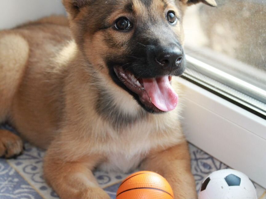 Ника 3 мес, умная, аккуратная, с доставкой