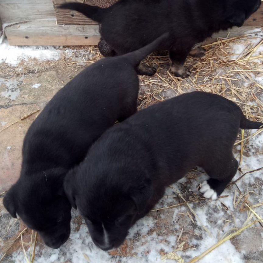 Щенок в добрые руки