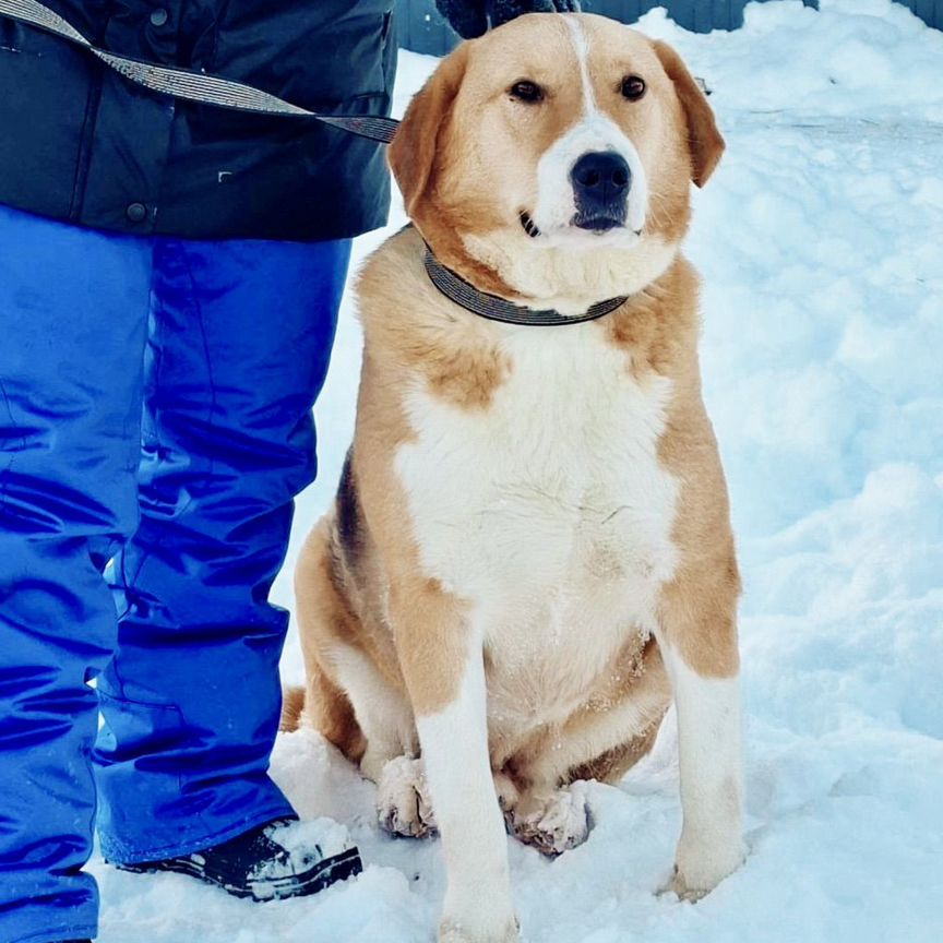 Взрослый пёс в добрые руки