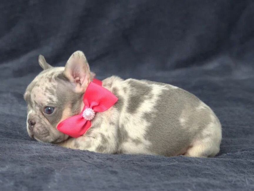 Французский бульдог