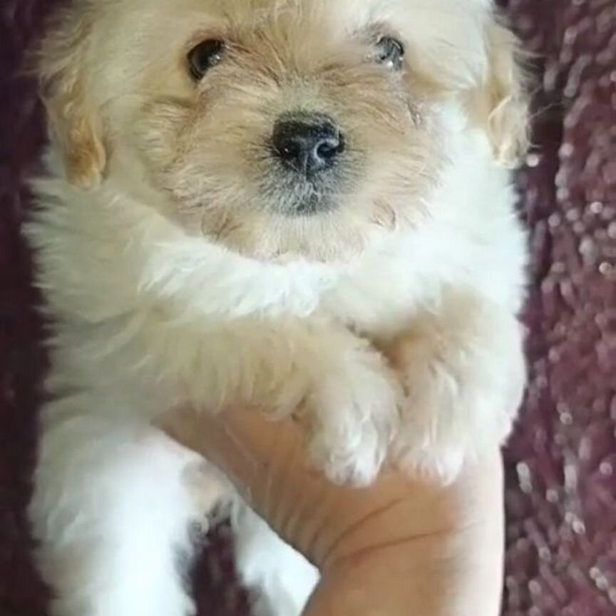 Девочка Мальтипу 2 мес