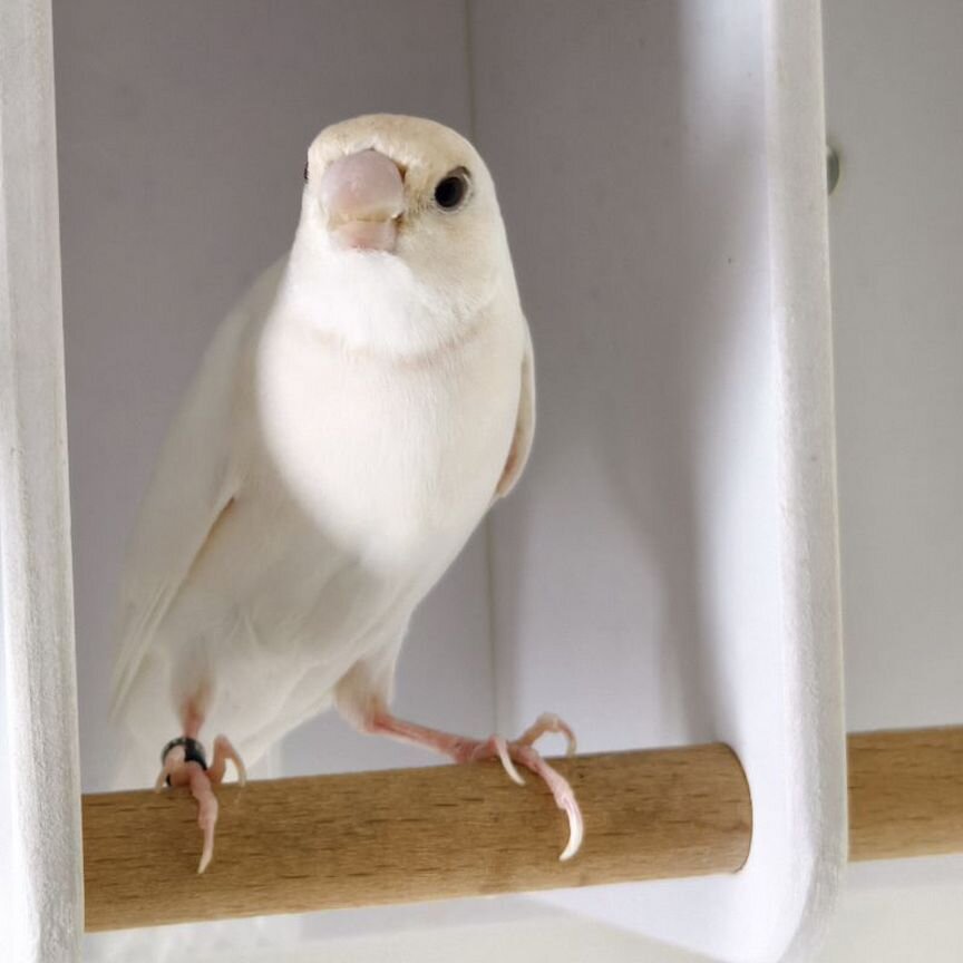 Амадина Гульда самка серебро