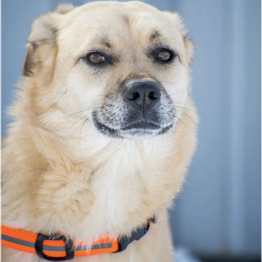 Взрослая собака в добрые руки