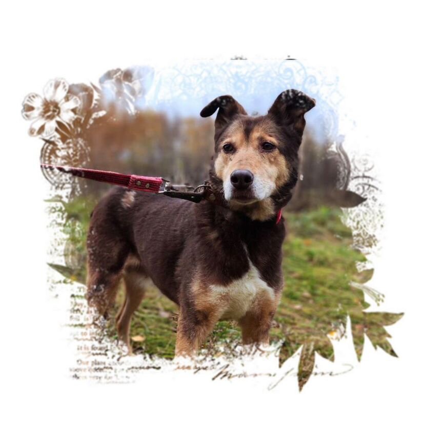 Милашка Каштанка