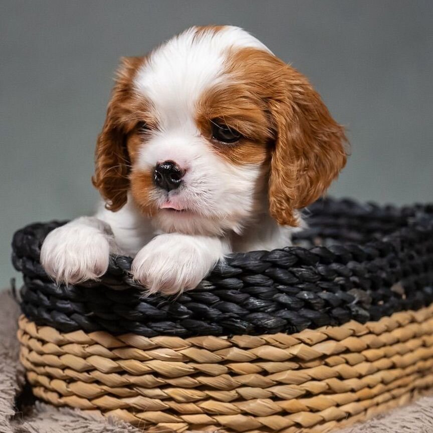 Кавалер кинг-чарльз-спаниель, щенок
