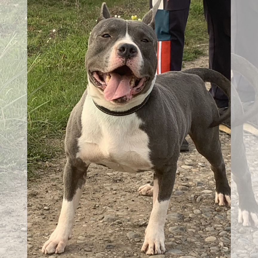 Американский стаффордширский терьер, взрослый пёс