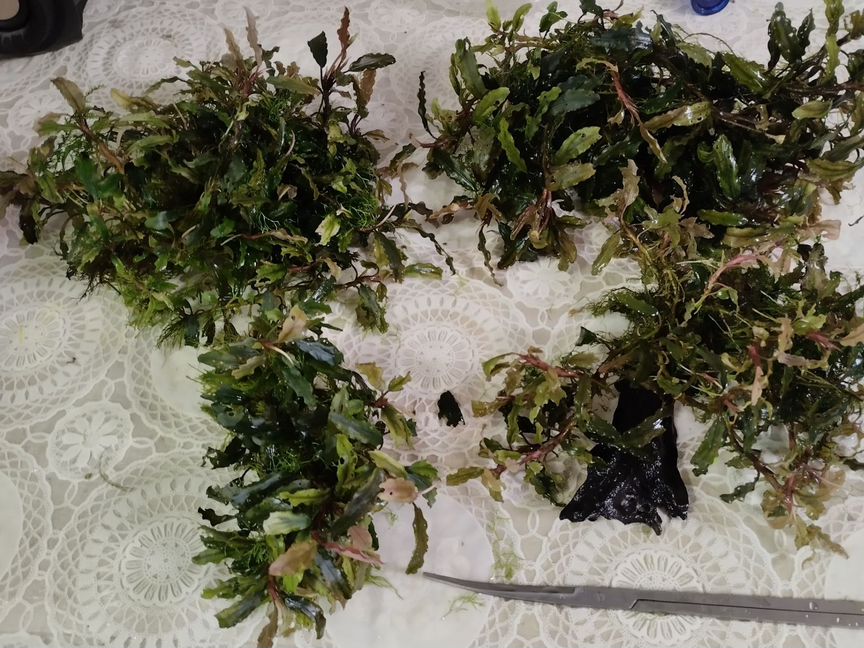 Буцефаландры кочки.Болбитис папоротник отростки