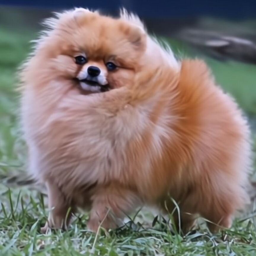 Померанский шпиц, взрослая собака