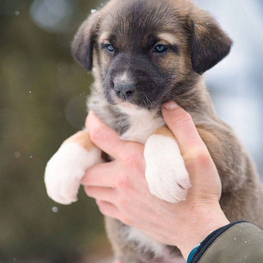 Щенок в добрые руки