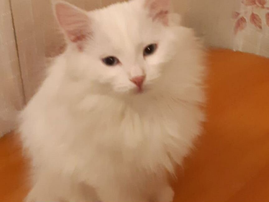 Турецкая ангора. Наверное)