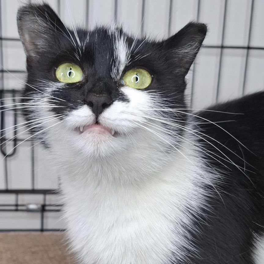 Взрослая, кошка в добрые руки