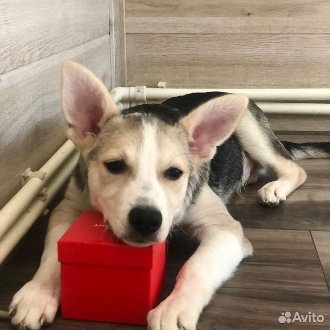 Щенок мальчик Скай 5 мес