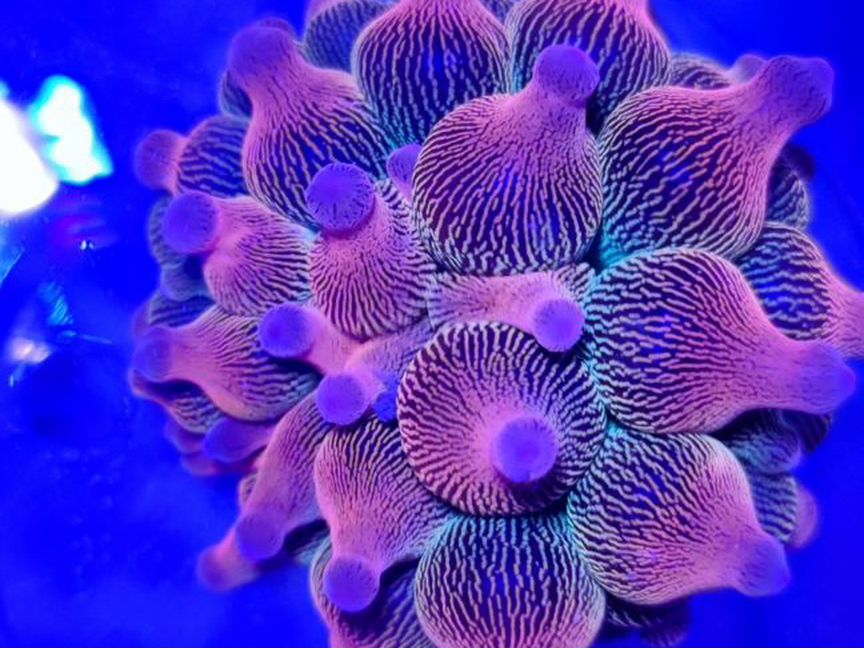 Морские кораллы