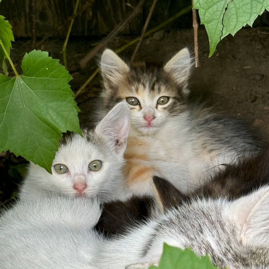Котята в добрые руки