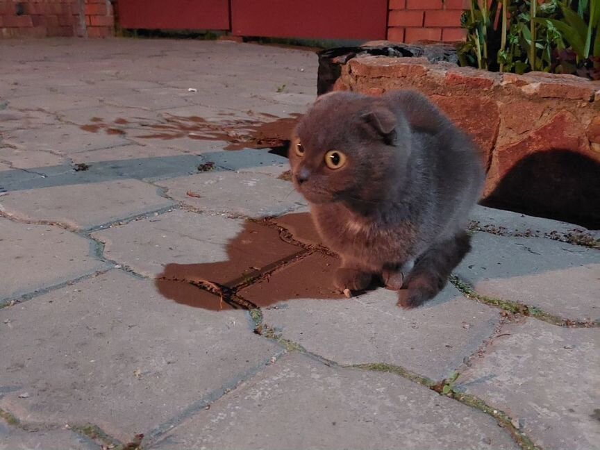 Британская вислоухая кошка