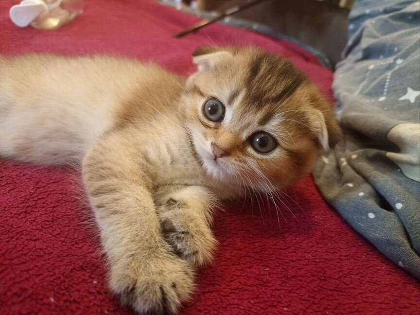 Шотландские котята
