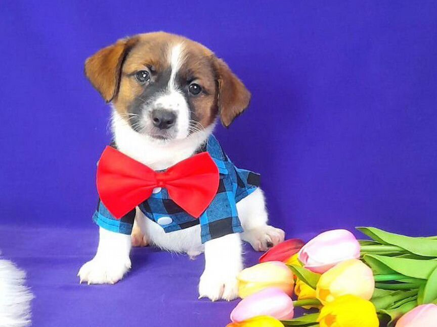 Щенки Джек Рассел терьер мальчики и девочки