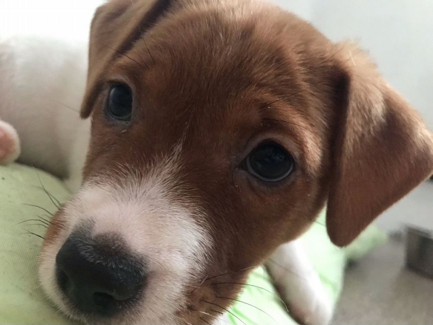 Джек Рассел терьер