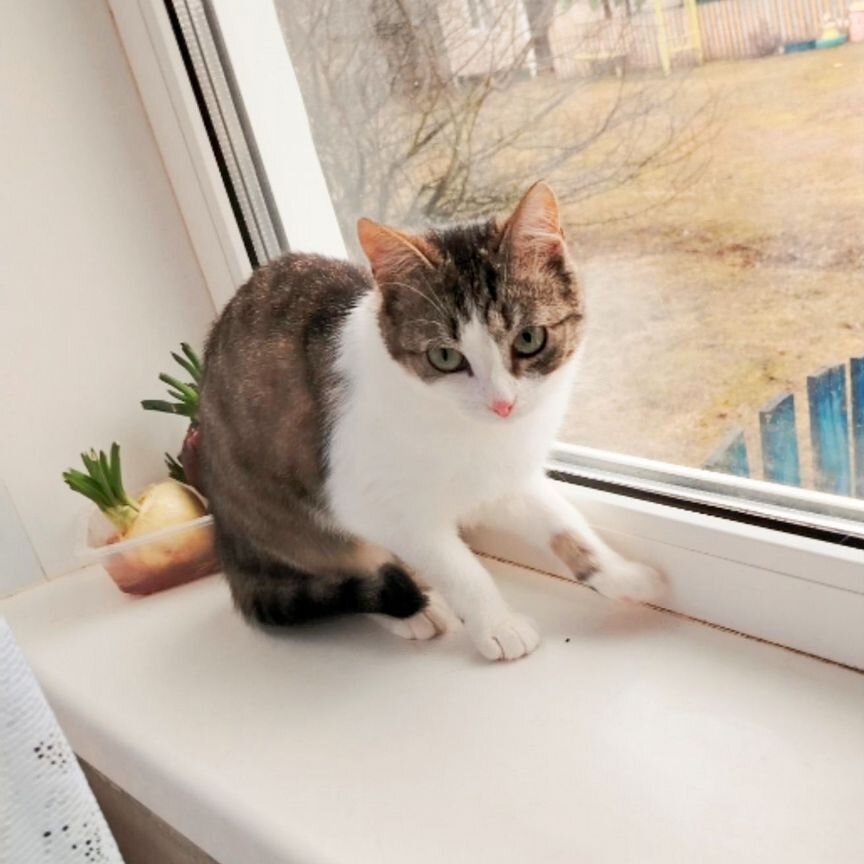 Котенок в добрые руки