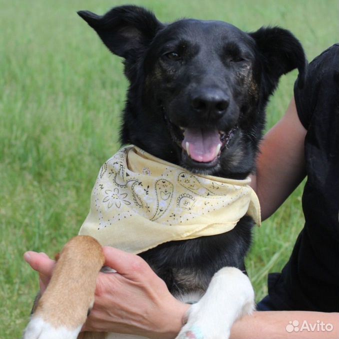 Гера-молодая, дружелюбная собаченька ищет дом