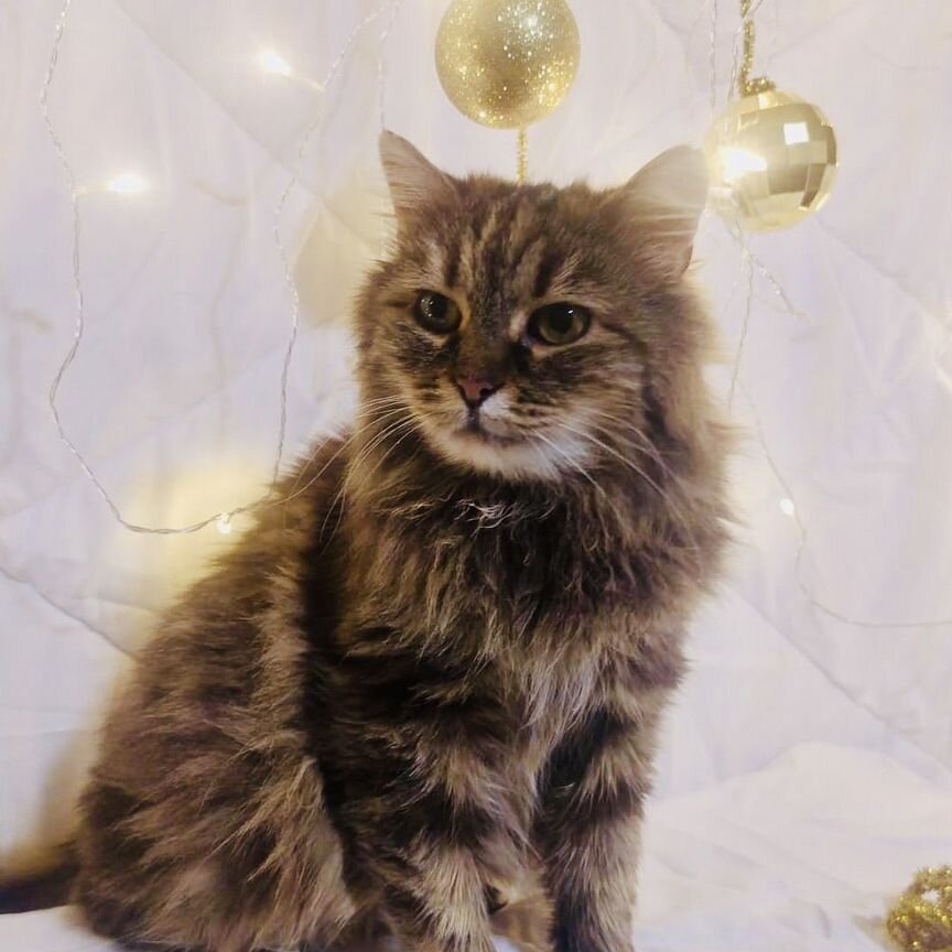 Пушистая кошечка