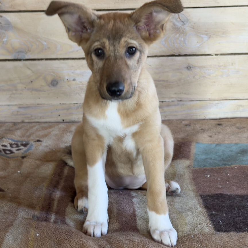 Щенок в добрые руки