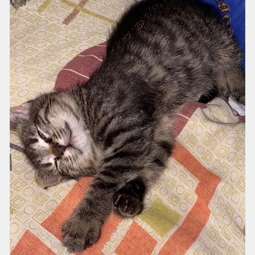 Котенок