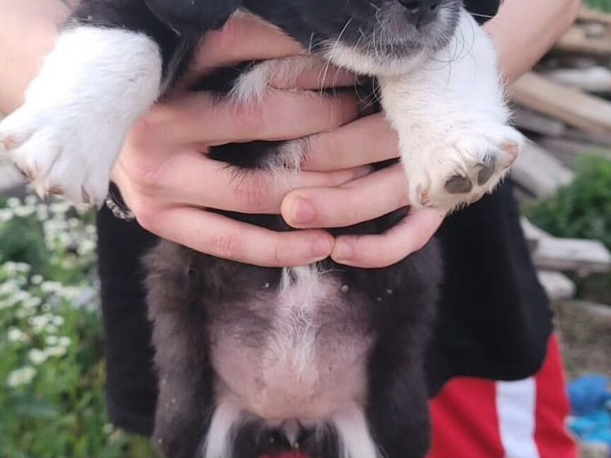 Щенки в добрые руки бесплатно