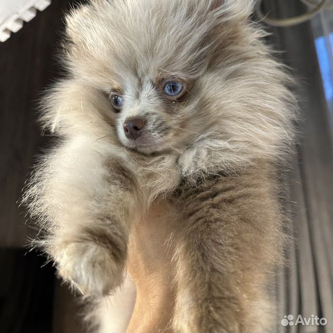 Померанский шпиц лиловый мерль с голубыми глазами