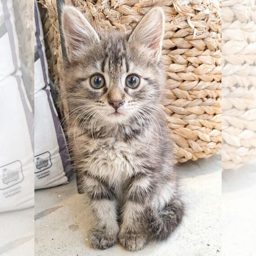 Котёнок в добрые руки